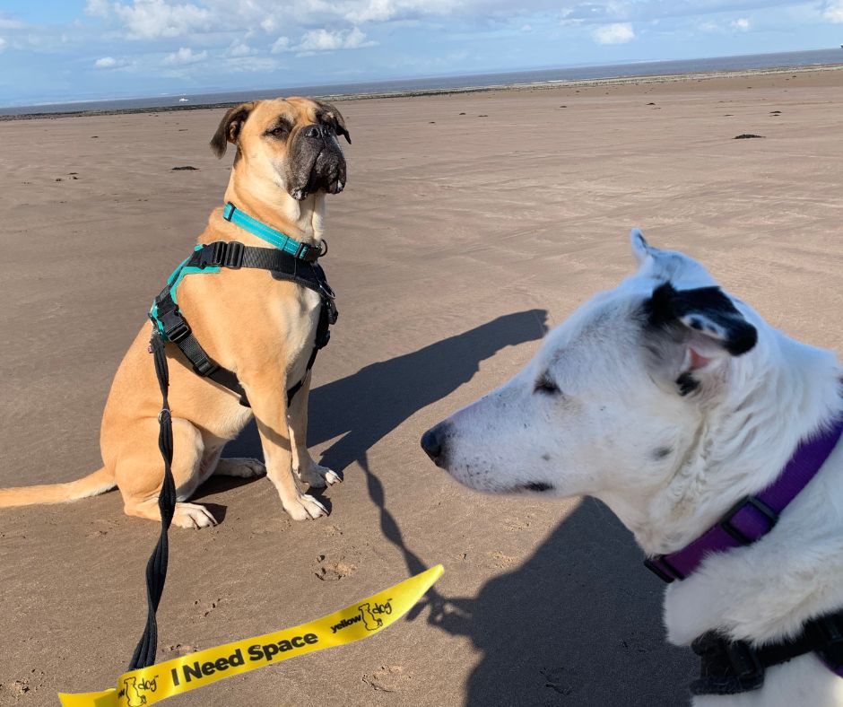 Best Dog Friendly Beaches in North Devon.