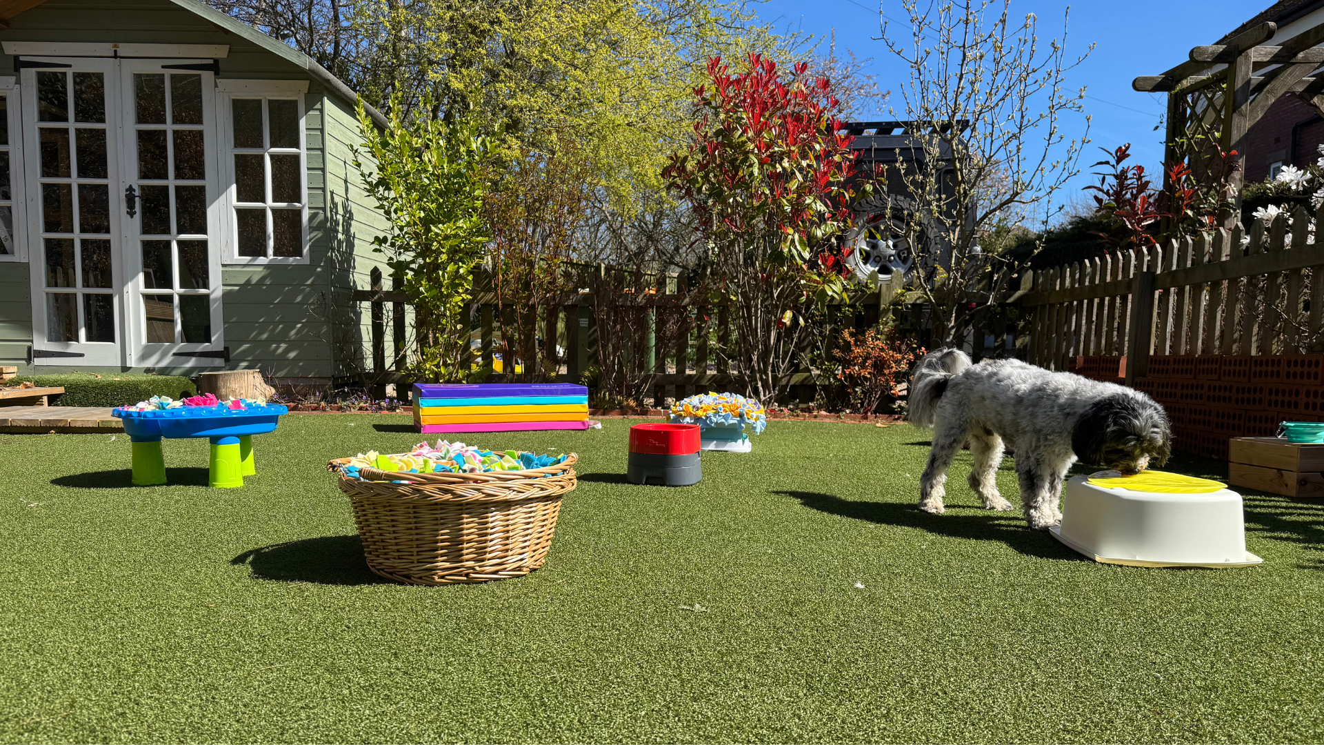 How ACE Free Work Helps Anxious and Fearful Dogs Recover, Regulate, and Reconnect