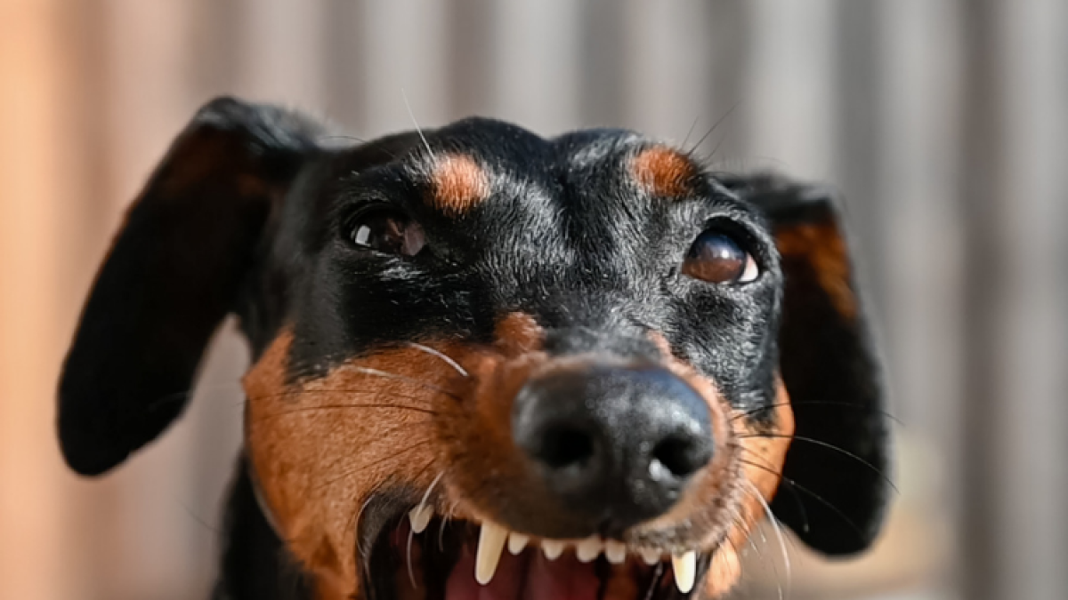 Aggression in Dogs: What To Consider