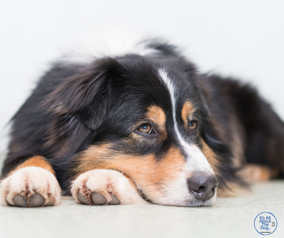 Is Your Dog Walking on Ice? The Hidden Dangers of Slippery Floors