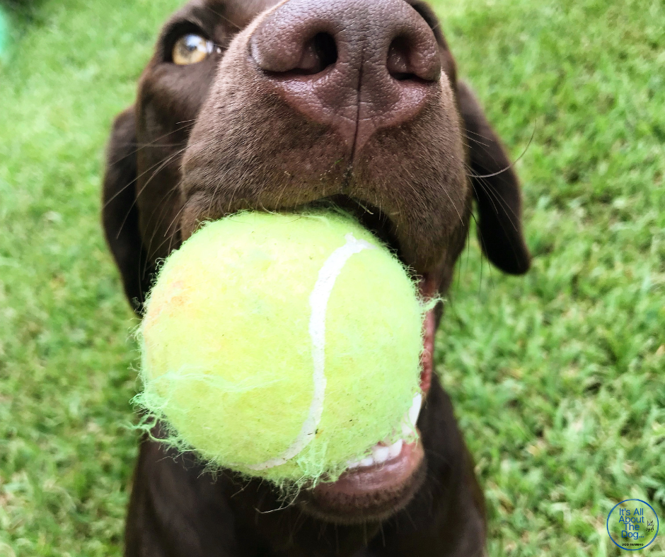 The Fetch Frenzy: The Hidden Costs of a Beloved Game