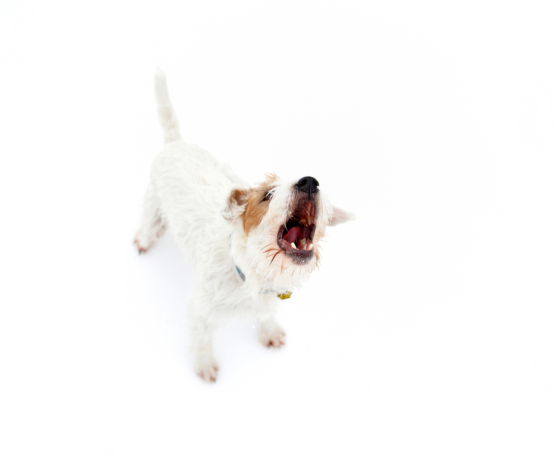 15 things you never knew about your ANXIOUS, NERVOUS, REACTIVE RESCUE DOG