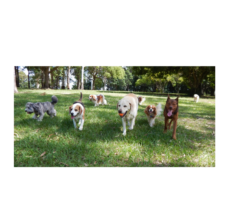 8 Tips From Dogs to Get the Most From RE Networking