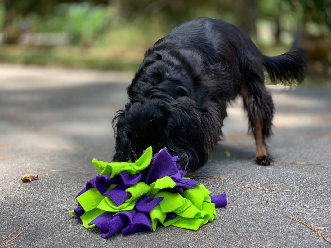 Your Dog and Lockdown: How Are They Coping?