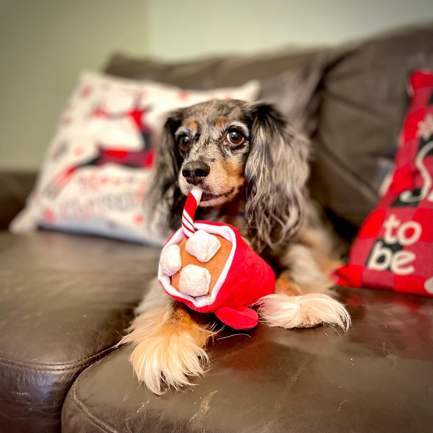 The Bryi's Dog Training Blog
