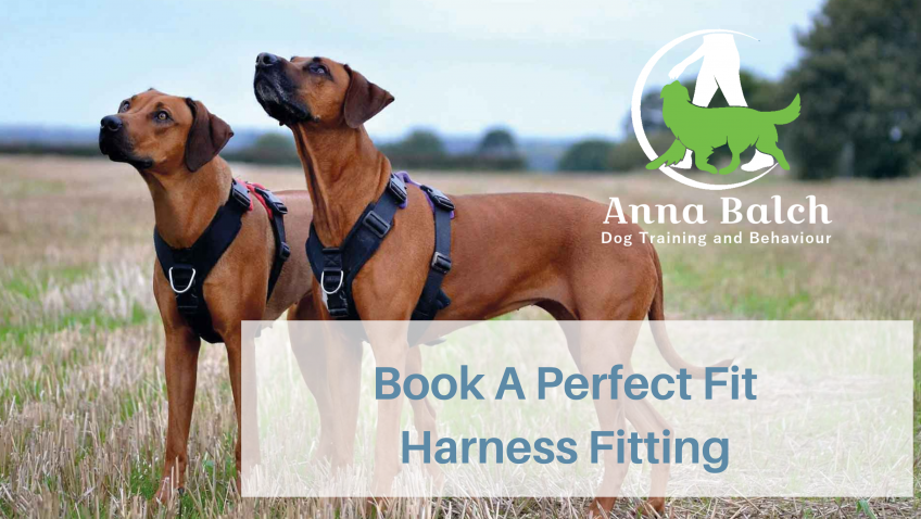 Book A Perfect Fit Harness Fitting