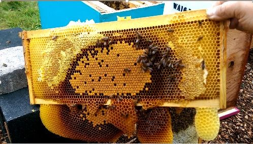 The Top 4 Beekeeping Mistakes to Avoid!!