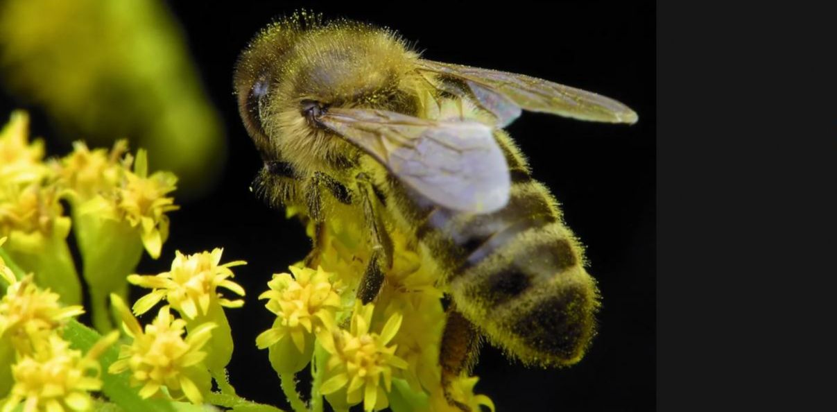 10 Things You Never Knew About Bees and Beekeeping