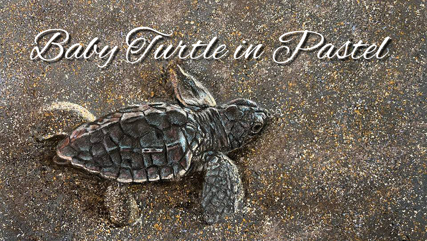 Baby Turtle in Pastel