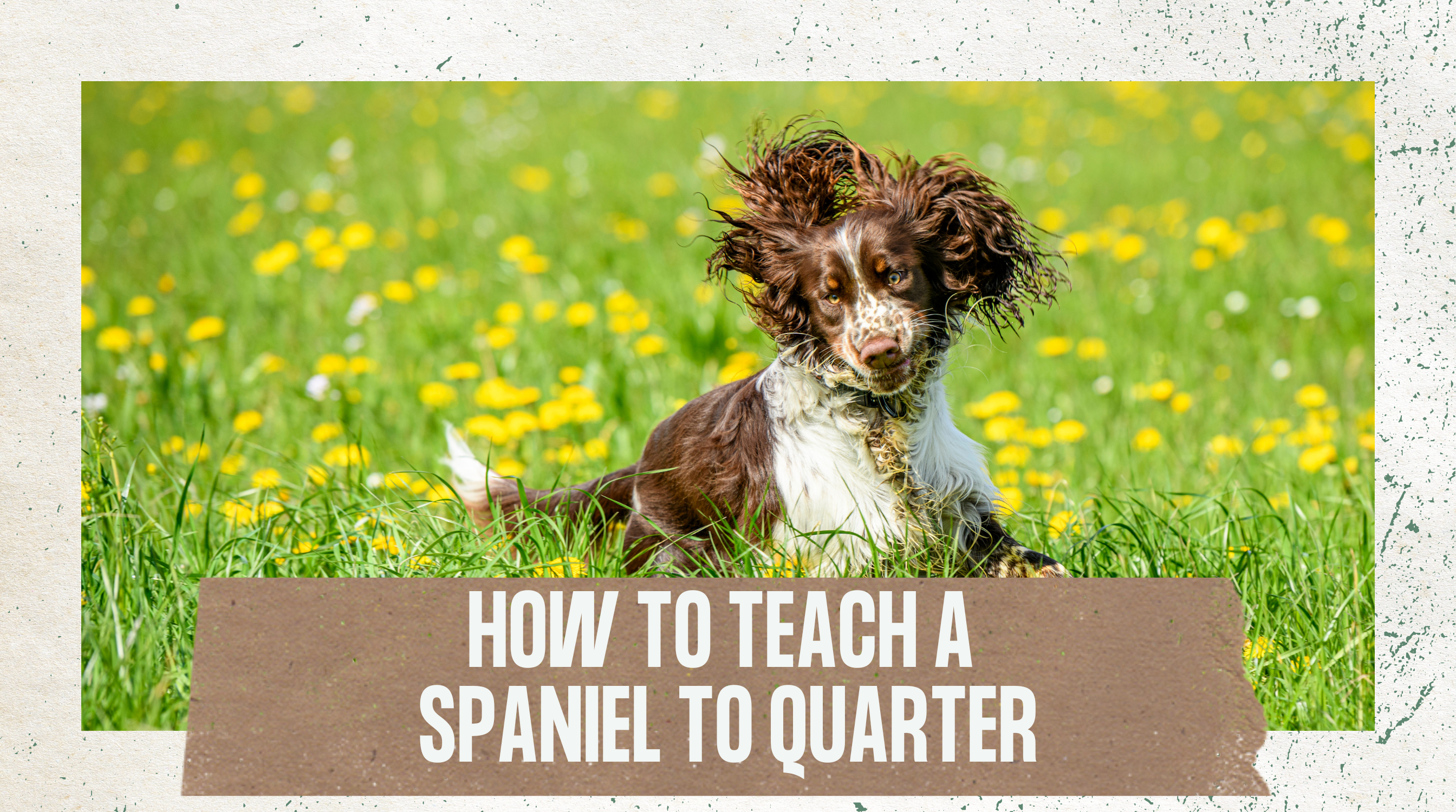 How to teach a spaniel to quarter