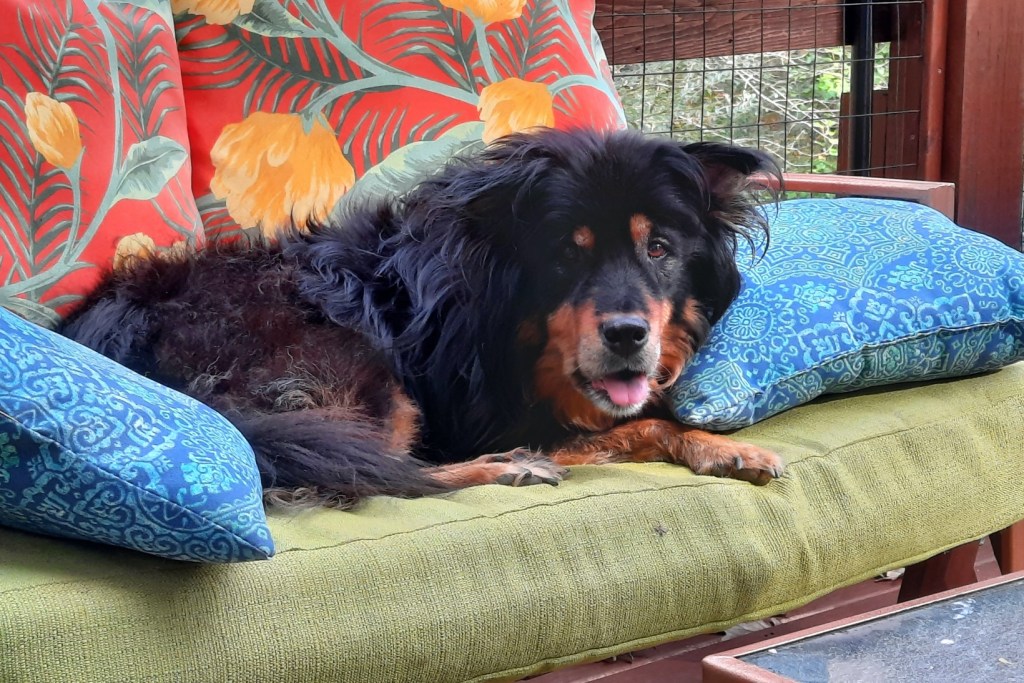 Know what’s normal – for YOUR dog