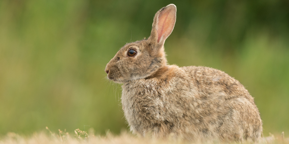 Wildlife Connections - Rabbit