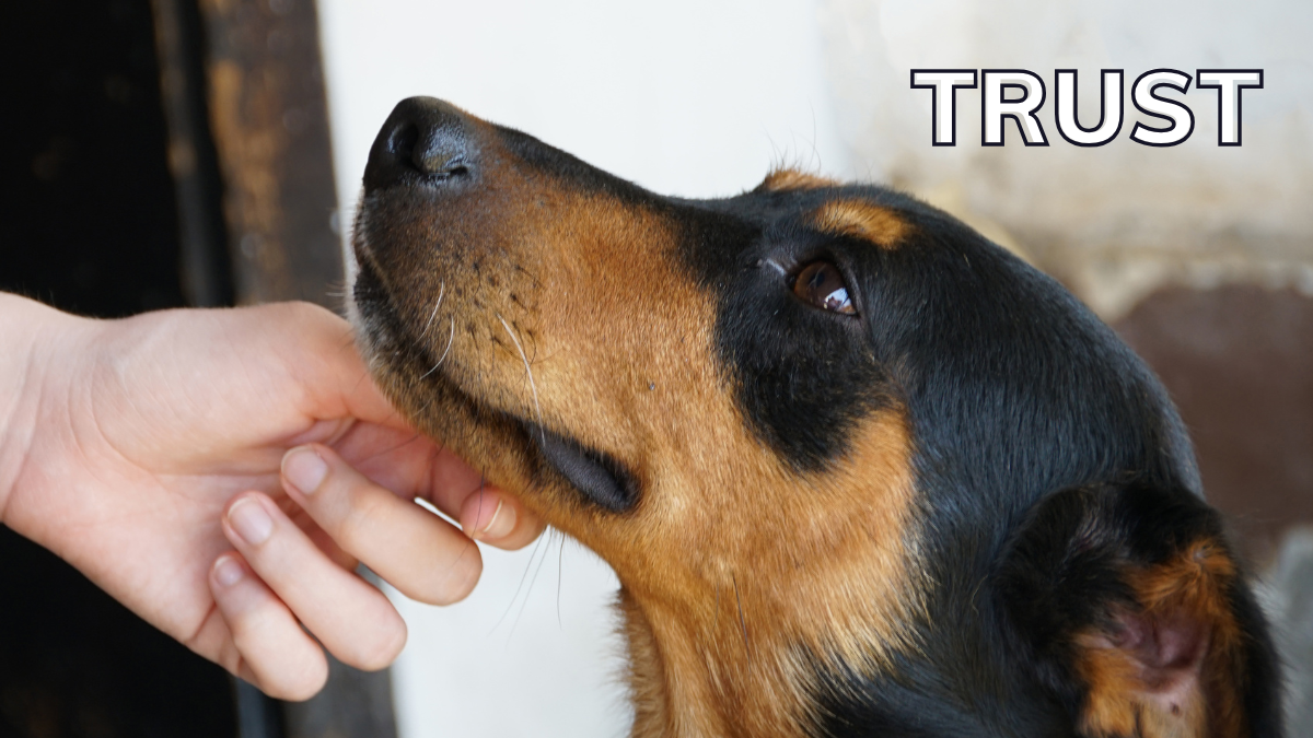 Building Trust with Your Dog