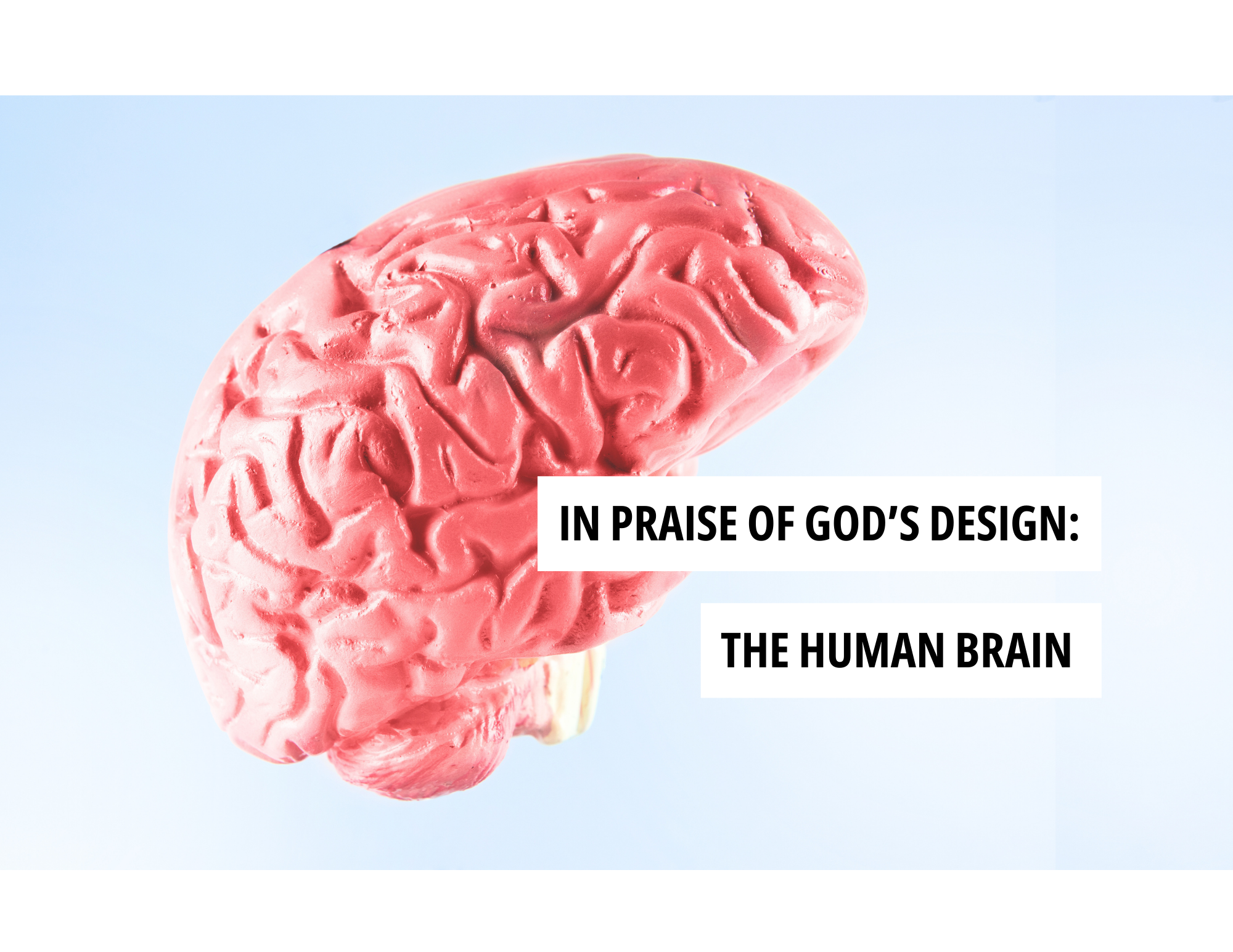 In Praise of God's Design: The Human Brain