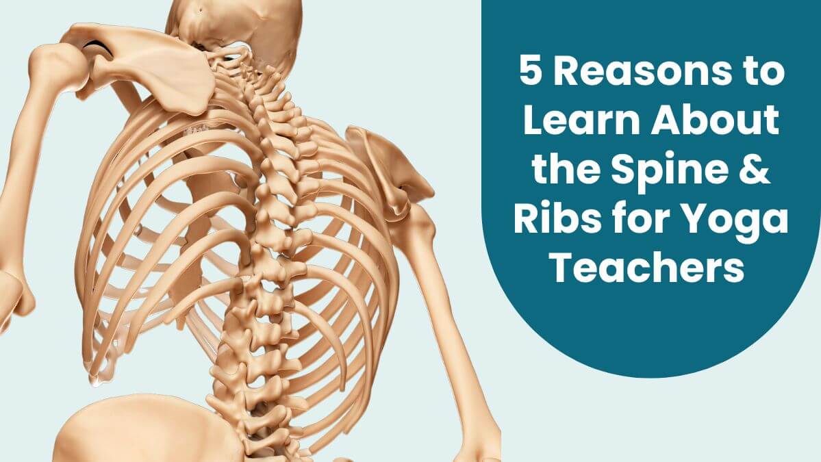 5 Reasons to Learn About Spine & Ribs for Yoga Teachers