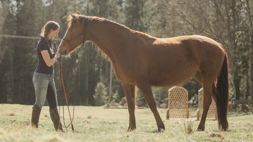 Parelli grundkurs, Level 1