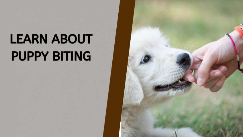 Puppy Biting Handout