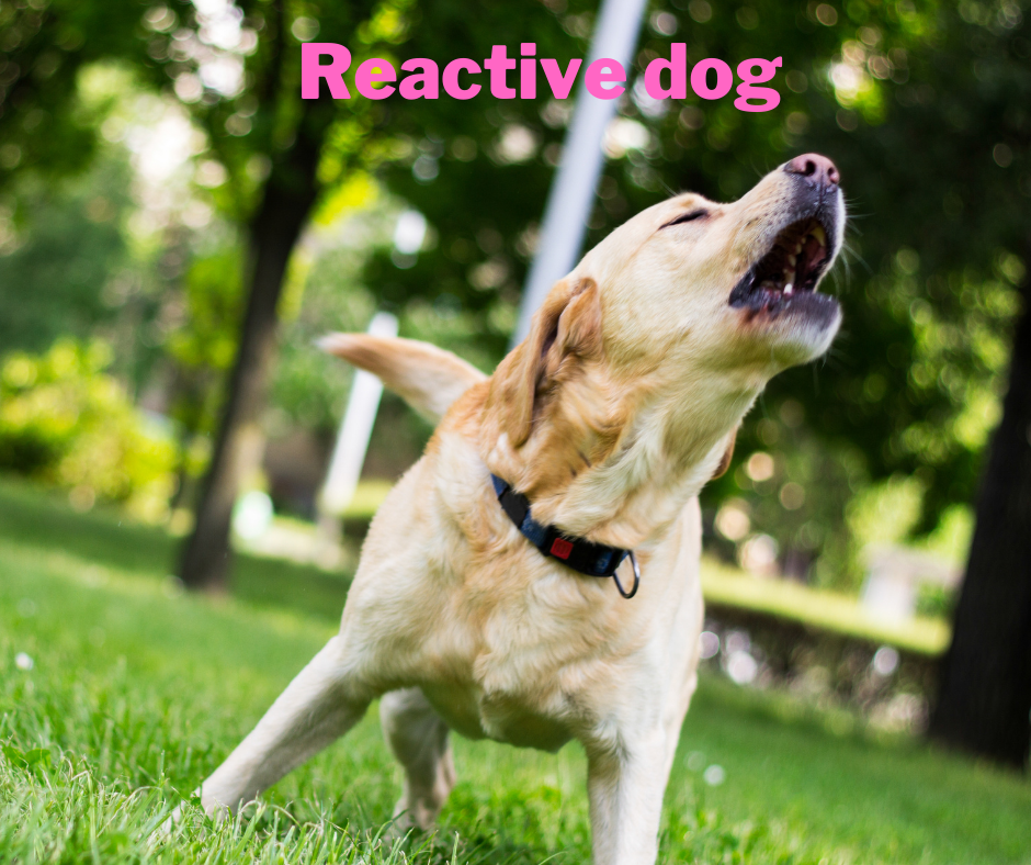 Reactive Dog