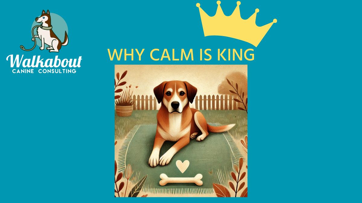 Calmness Is King: Why Calm Dogs Make Better Choices