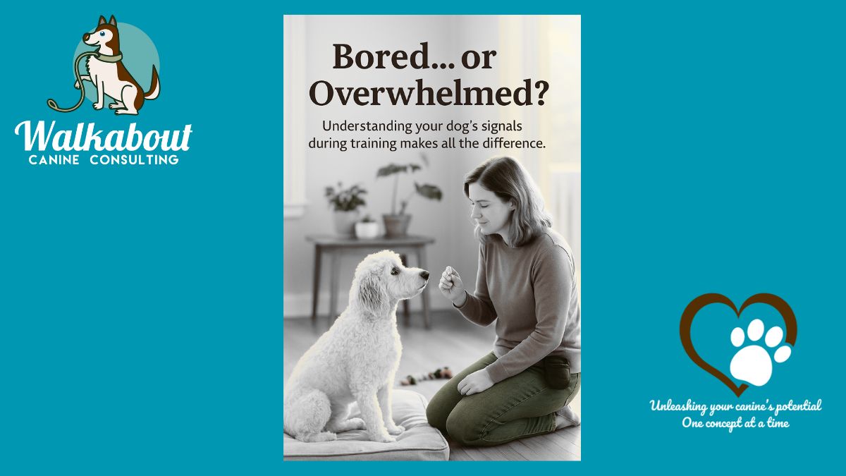 Dog Training - My dog is bored with training