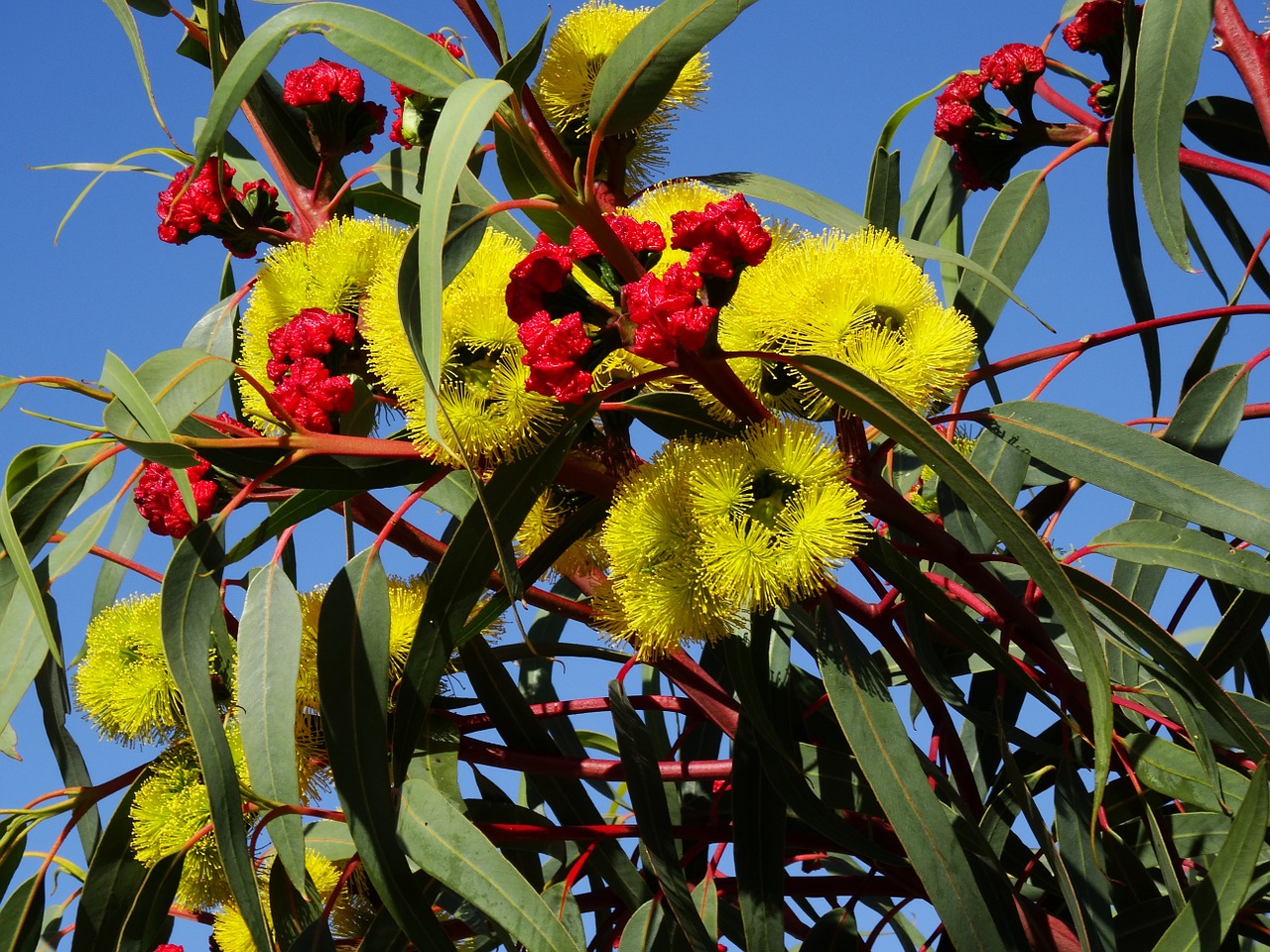 Eucalyptus Flavor in Wine: What is it?