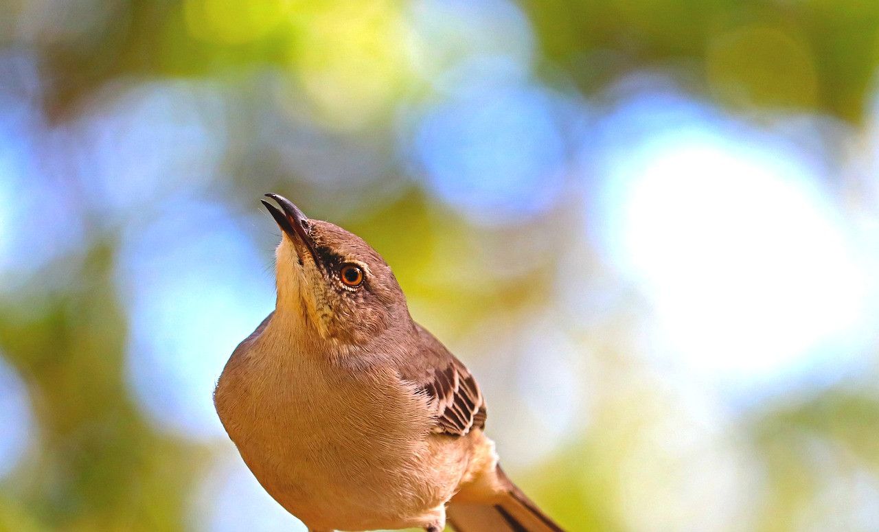 15 Things You Never Knew About Desert Birds