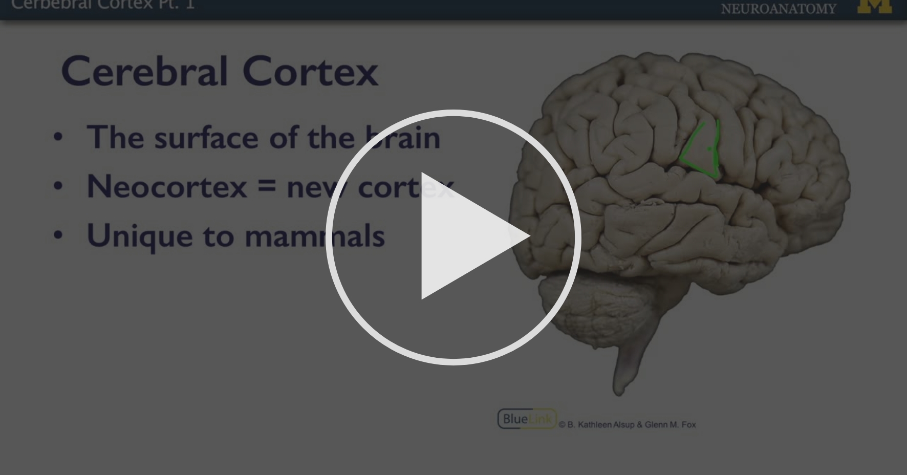 Cerebral Cortex Pt. 1 - Cortex | Coursera