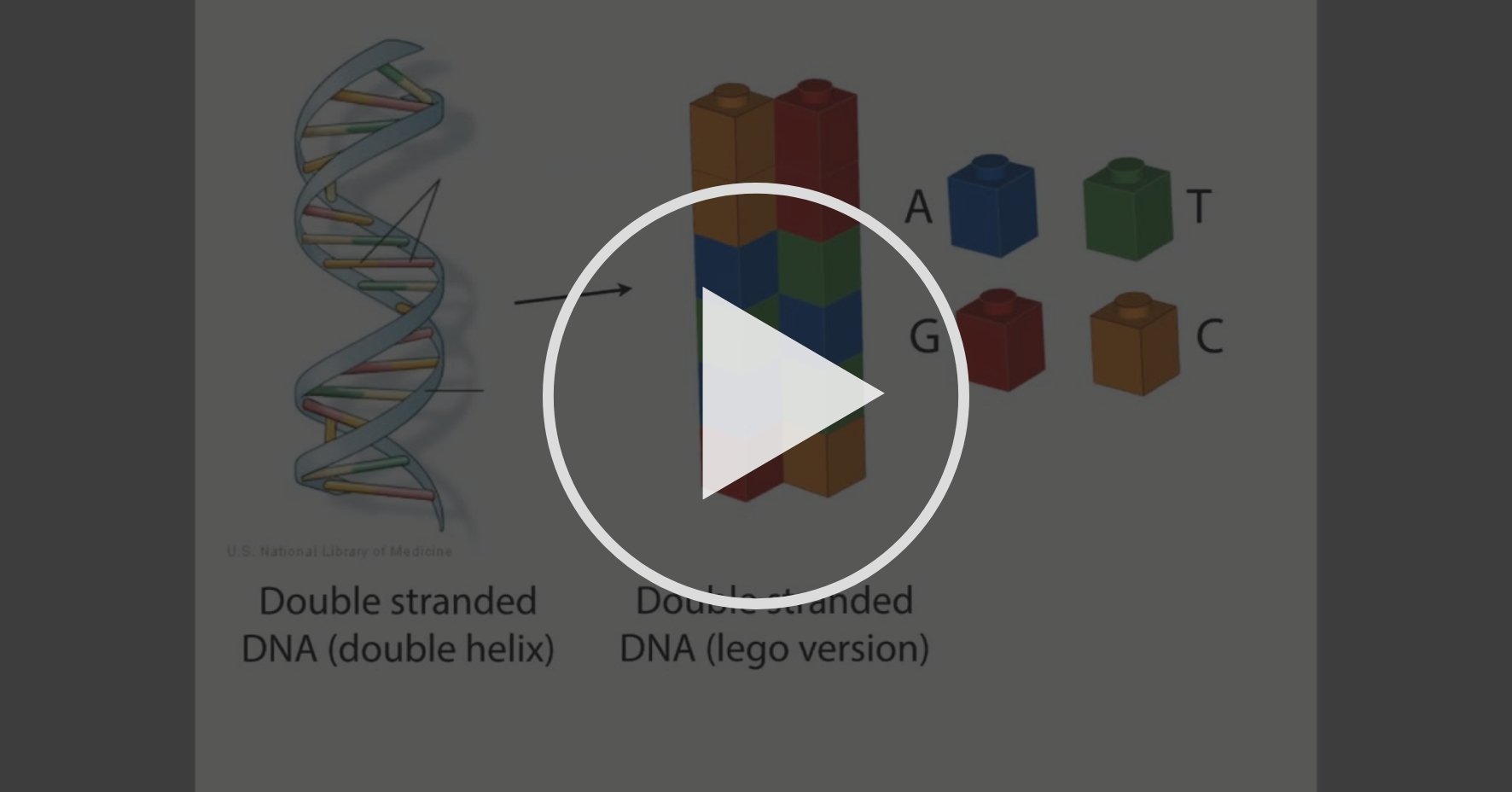 Lecture: How DNA gets copied - DNA sequencing, strings and matching | Coursera