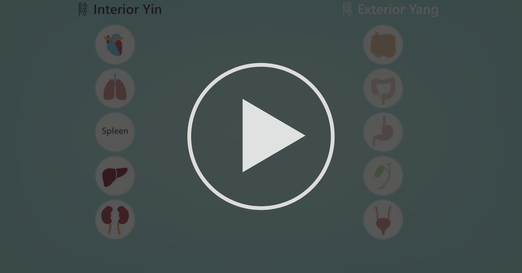 The Relationship between Zang-Fu Organs - Session 3: Relationship ...