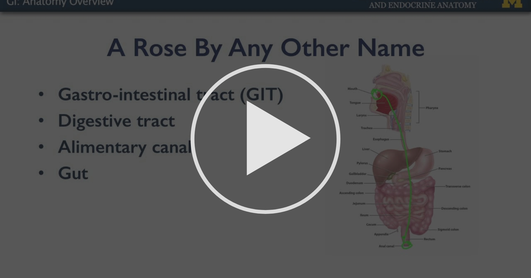 GI Anatomy Review - Gastrointestinal Anatomy | Coursera