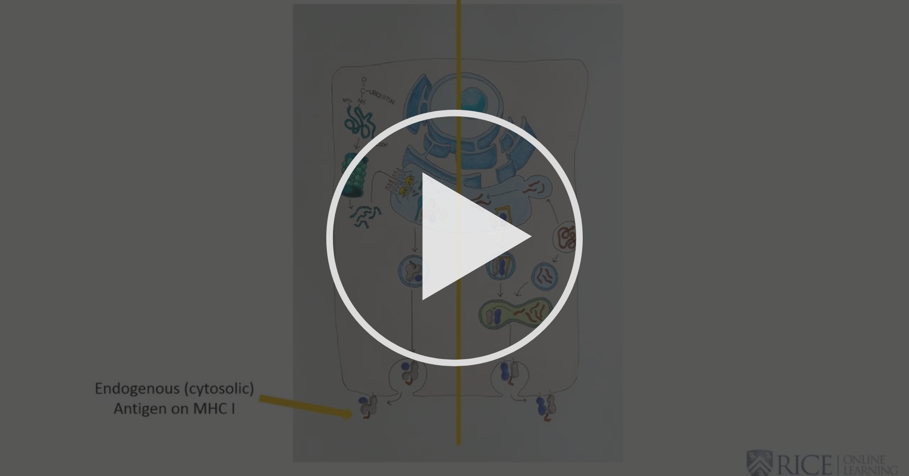 The Cytosolic Pathway - Antigen Processing and Presentation | Coursera