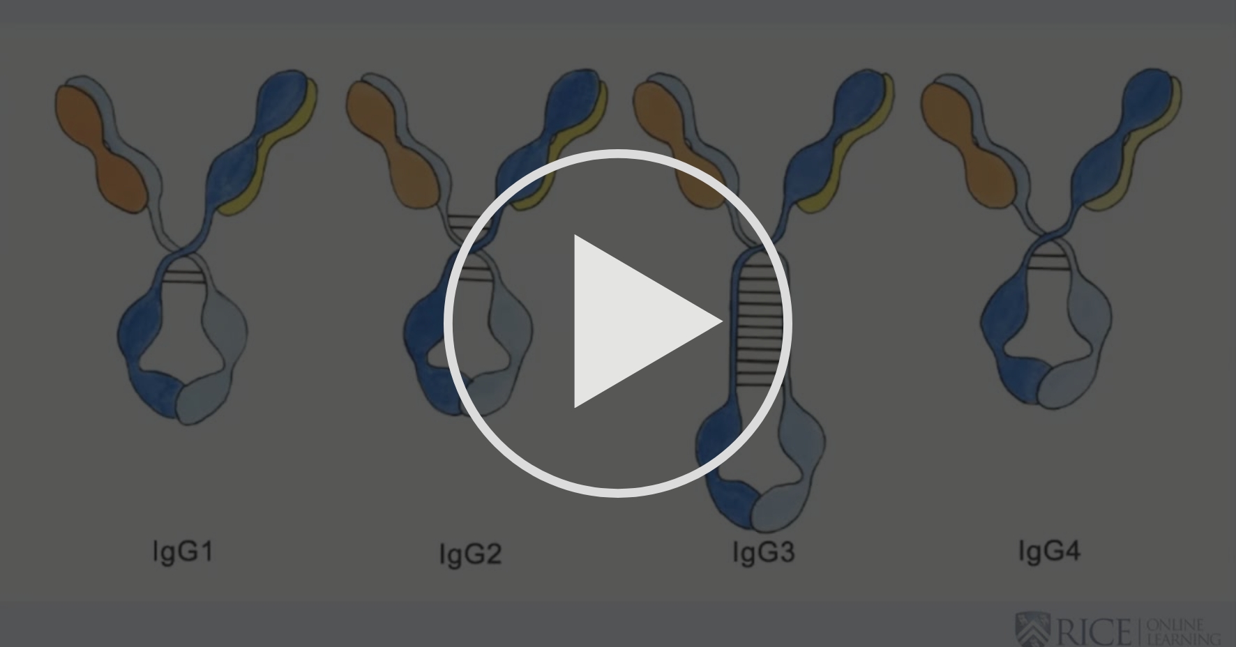 Specific Ig Types - Antigens and Antibodies | Coursera