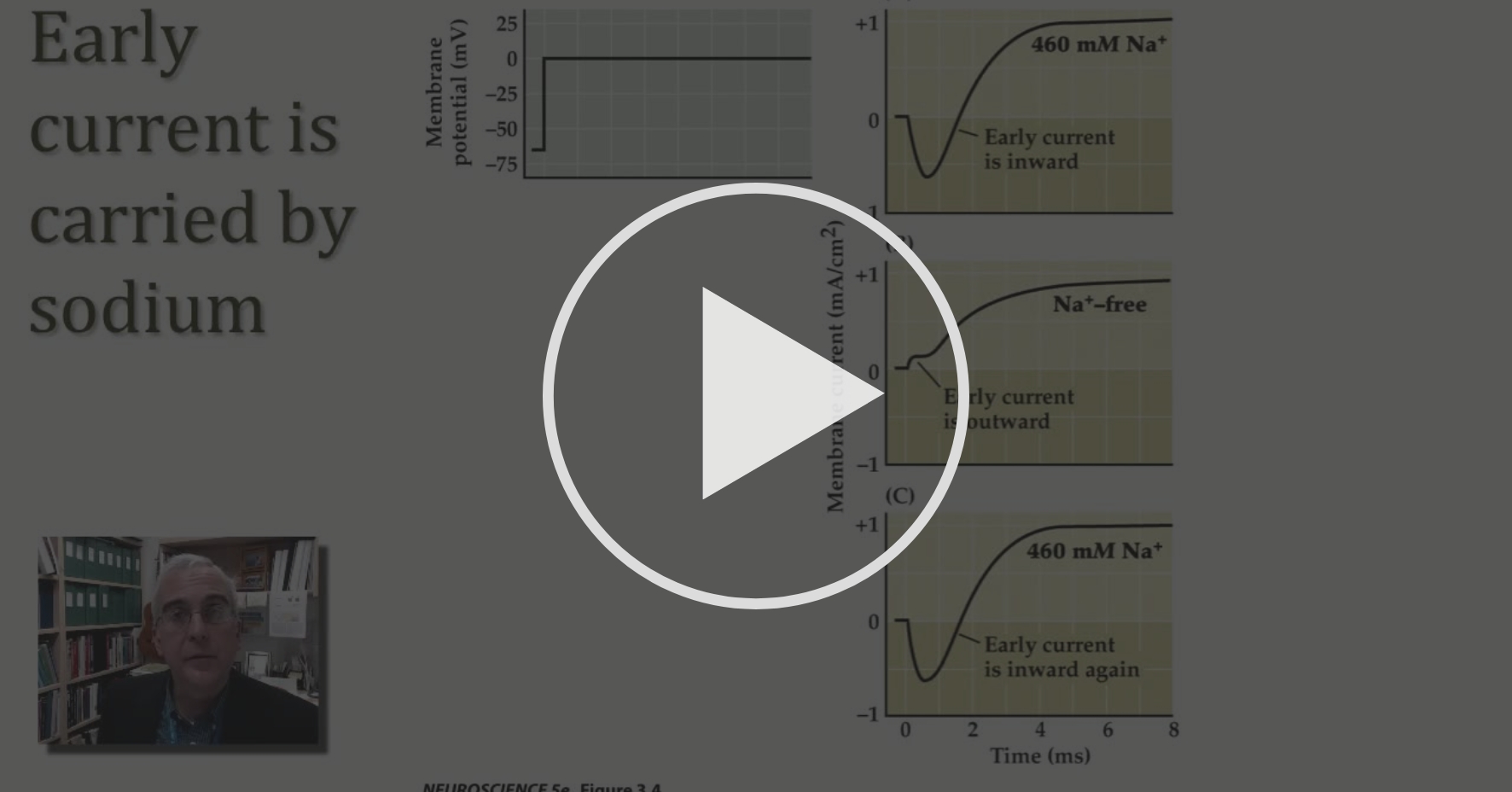 Ionic Basis of the Action Potential, part 2 - Neural Signaling: Electrical Excitability and ...