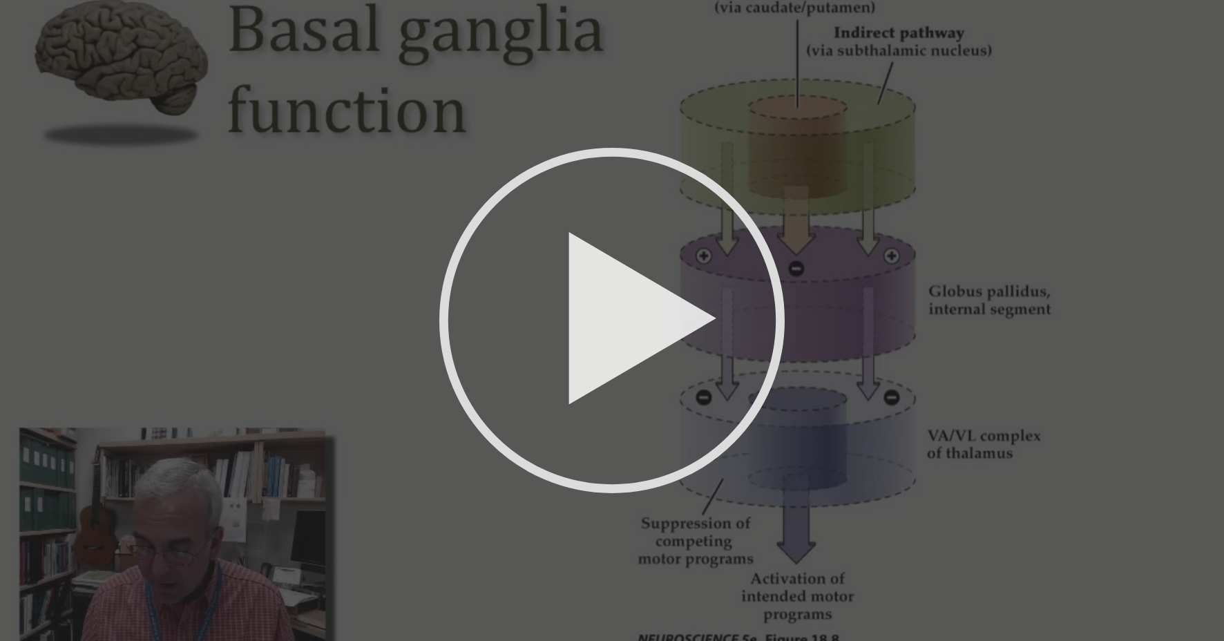 Basal Ganglia Function In Normal and Abnormal Movement - Movement and ...