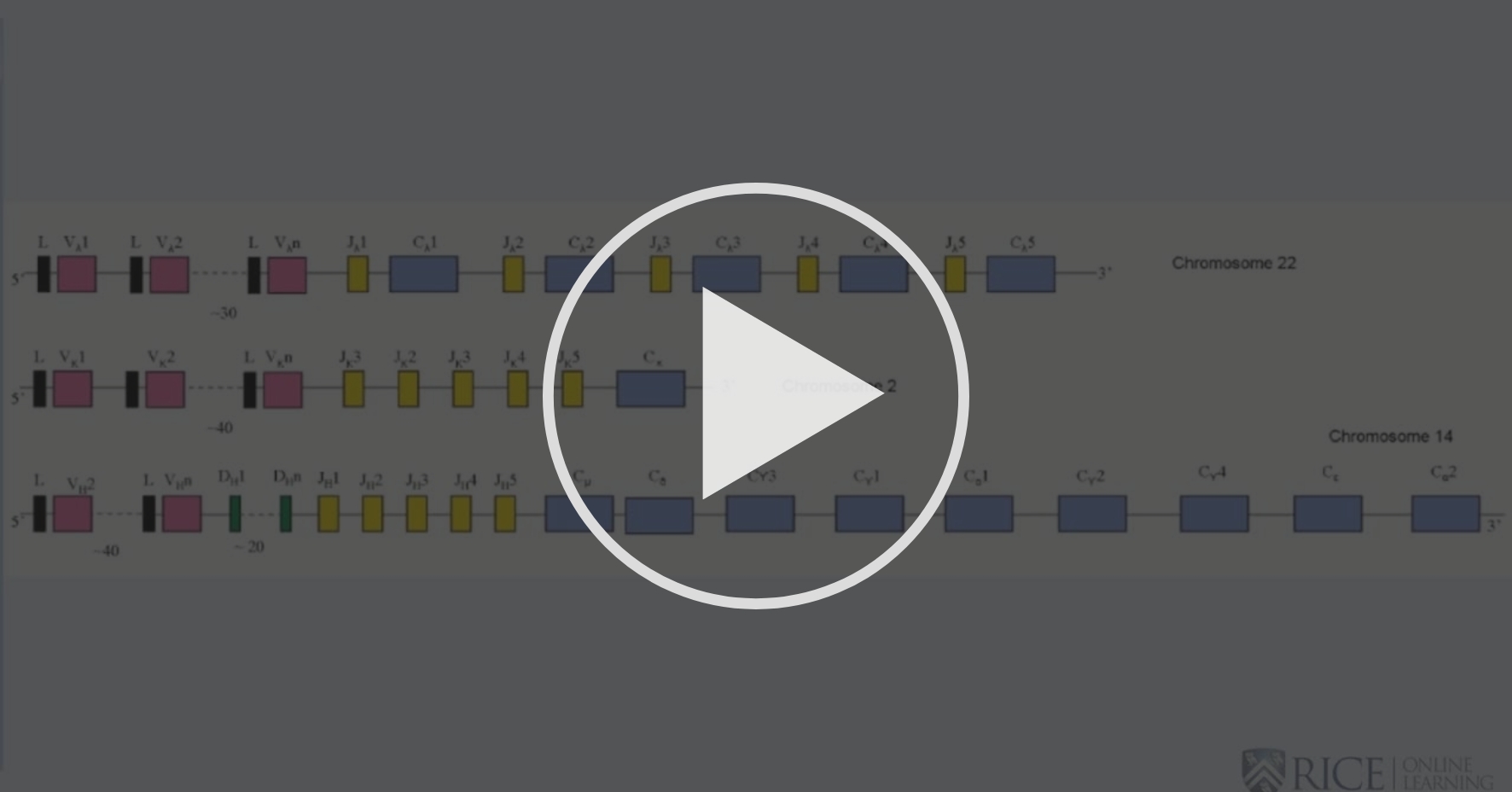 Recombination Signal Sequence Structure Immuniglobulin Genes Coursera