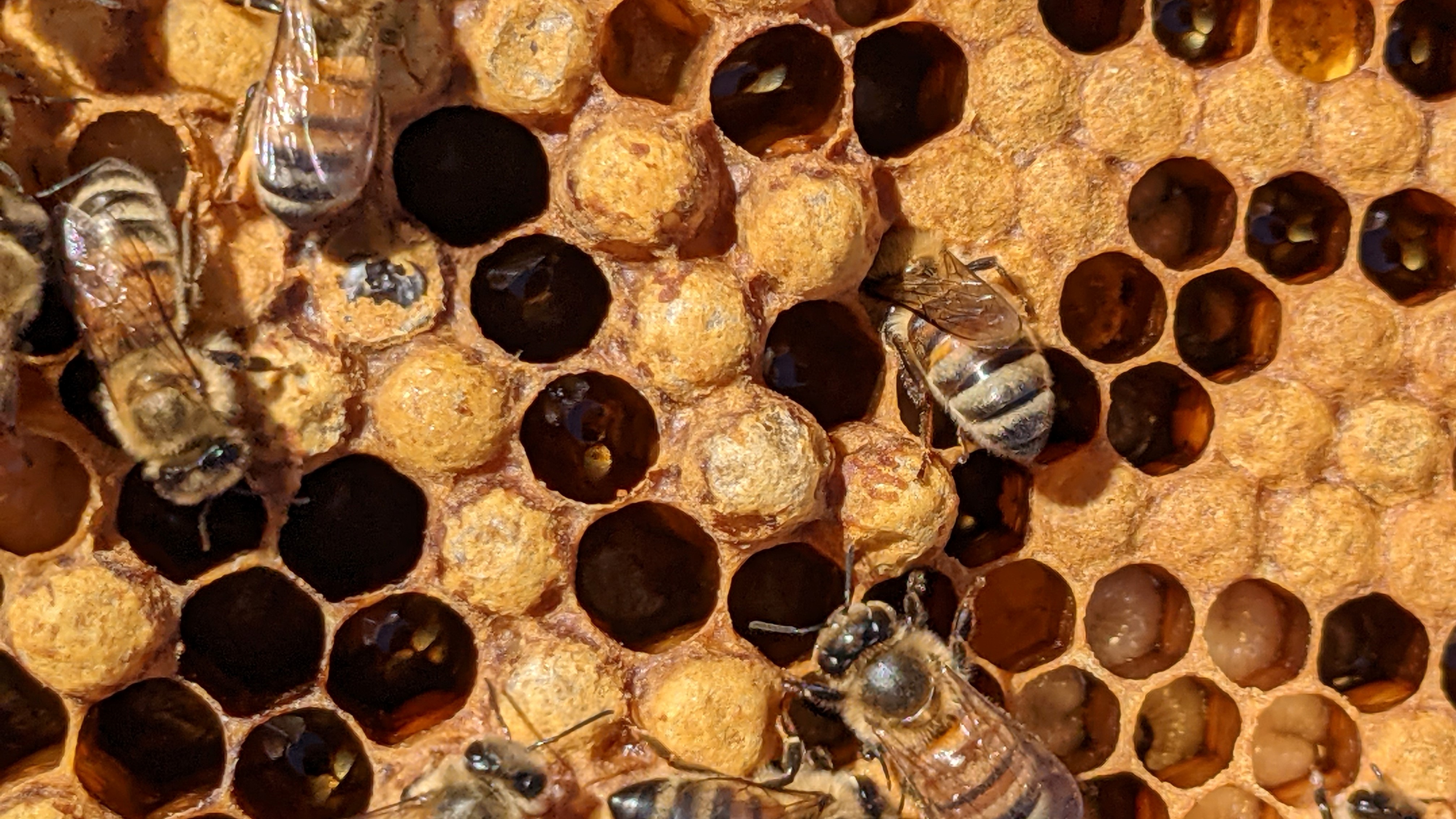 Midnight Bee Supply Classes