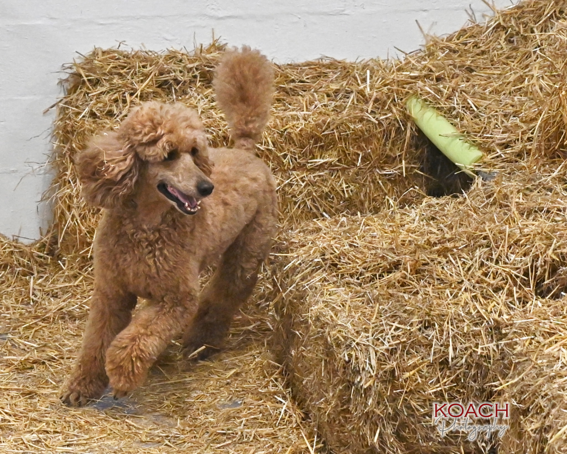 Barn Hunt - Novice/Open (GW) (Non-Member) | Merrimac Dog Training Club