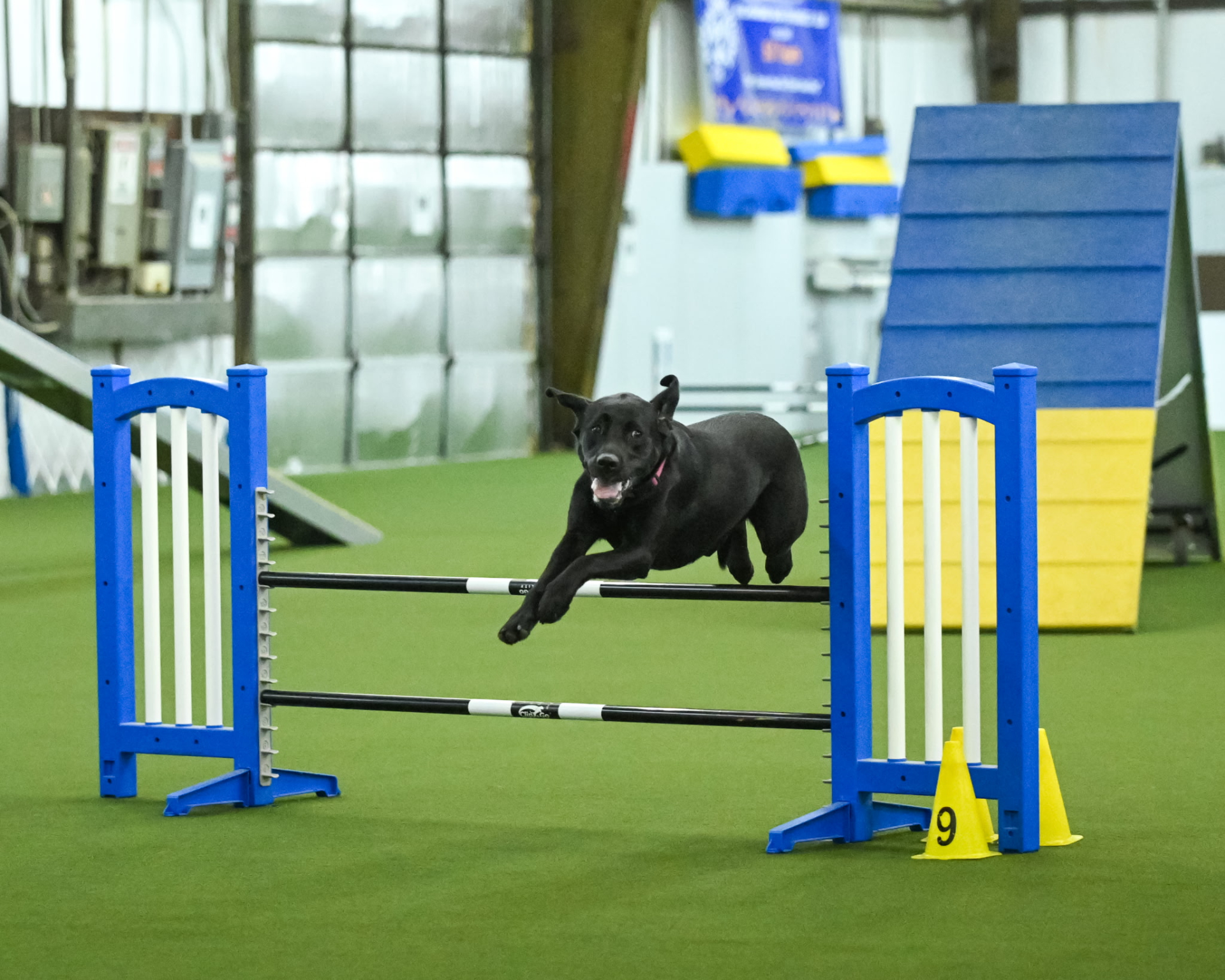 Agility (Beginner) - Introduction to Agility 102 (JF) (Non-Members) | Merrimac Dog Training Club