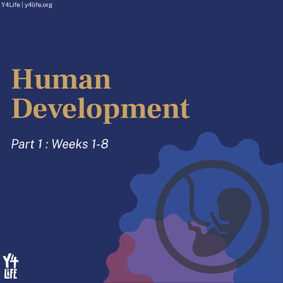 Human Development | Part 1: Weeks 1-8 - A Y4Life Infographic Booklet ...