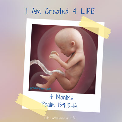 Lil’ Lutherans 4 Life – I Am Created 4 Life – 4 Months - Concordia ...