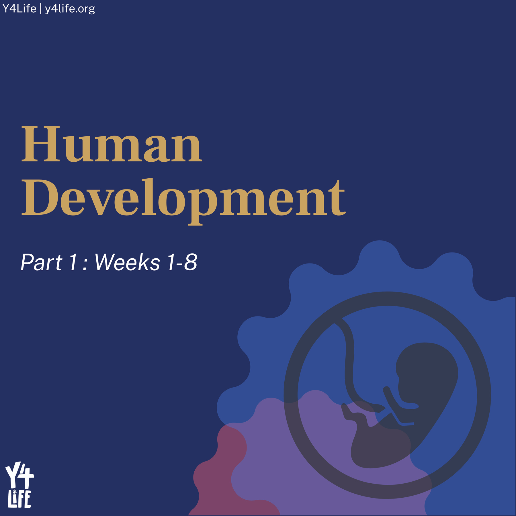 Human Development | Part 1: Weeks 1-8 - A Y4Life Infographic Booklet ...