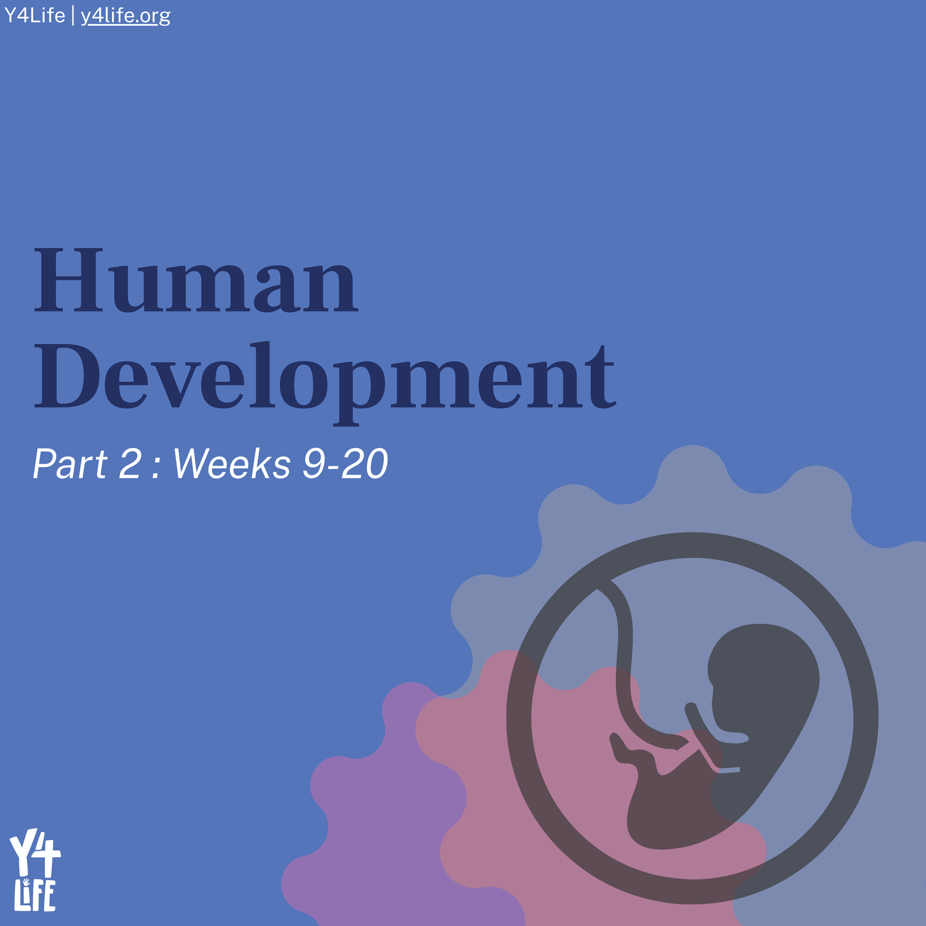 Human Development | Part 2: Weeks 9-20 - A Y4Life Infographic Booklet ...