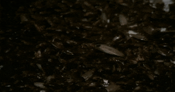 Let's Scare Jenn to Death: Creepshow (1982) - Superficial Gallery