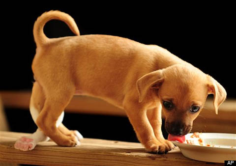 That Puppy has Too Many Legs! - Superficial Gallery