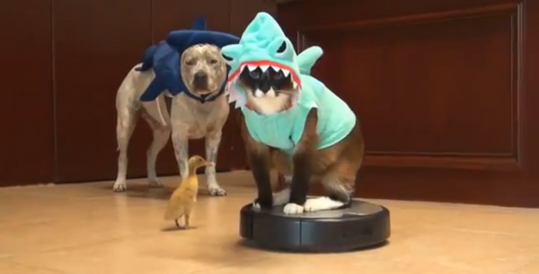 YouTuesday – Roomba Sharkcat Chases a Duck - Superficial Gallery