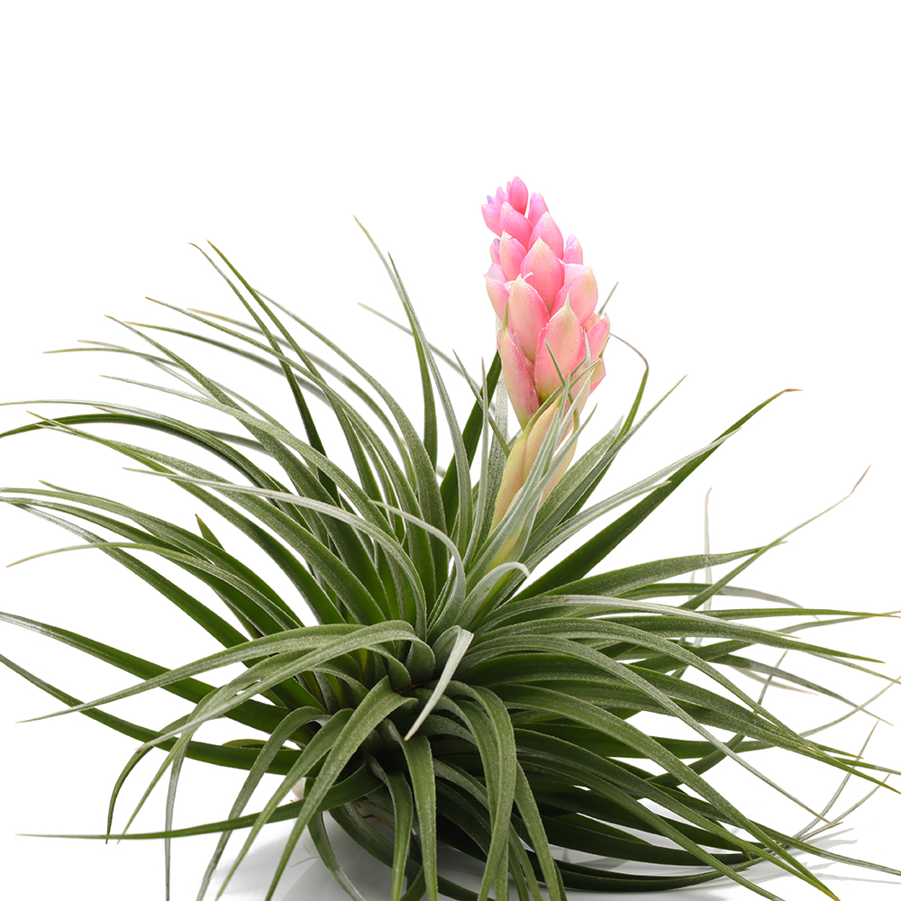 My Garden Box - Subscribe