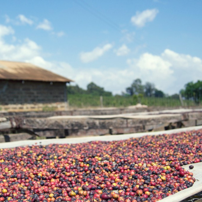 Kenya Kieni Peaberry coffee by Passion House Coffee on Crema.co