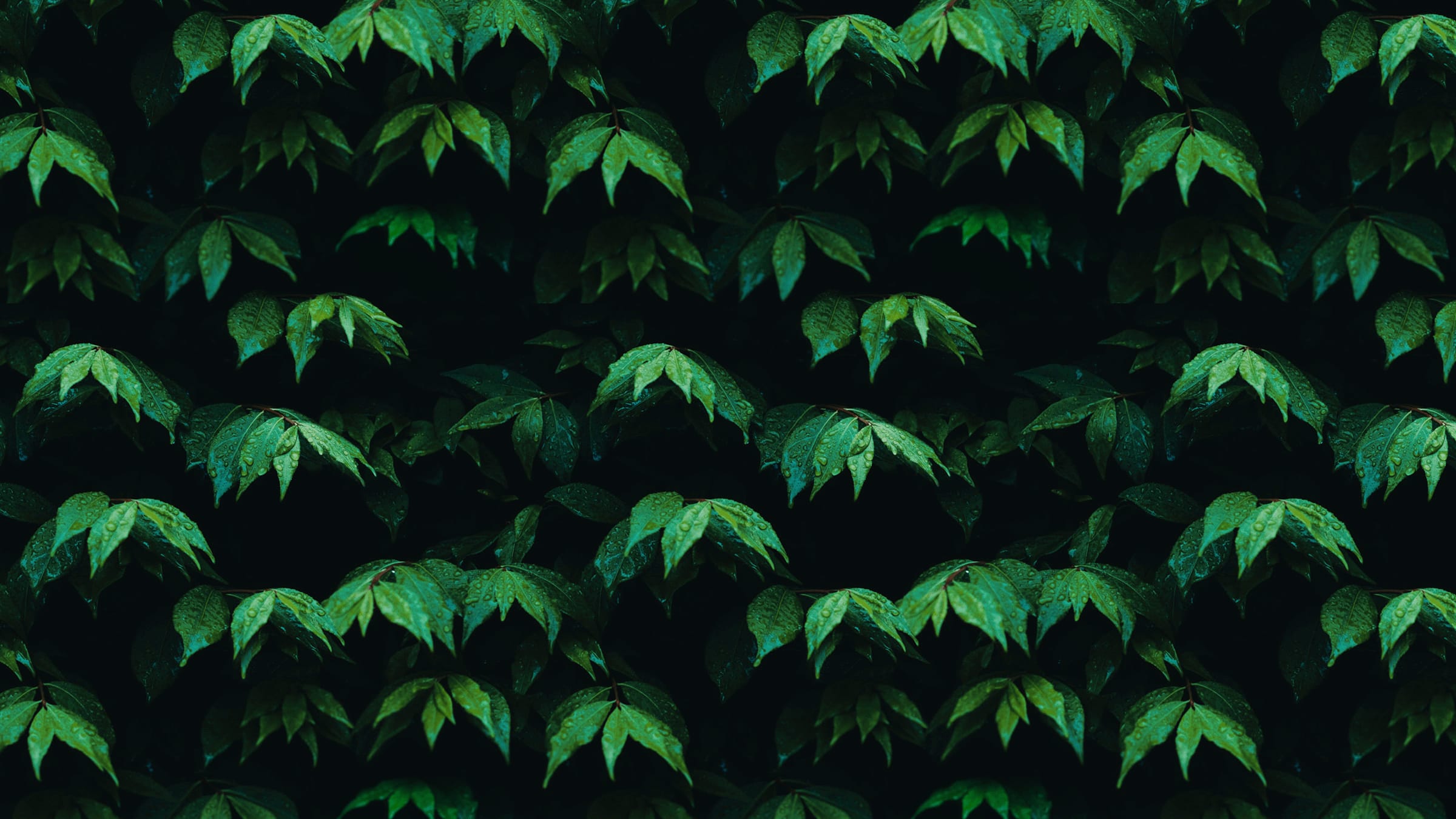 Criterion Closet Picks | The Criterion Collection