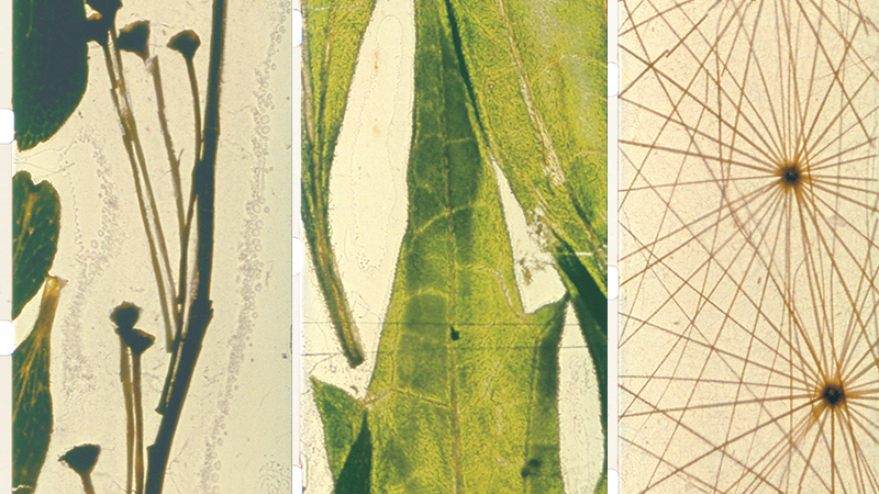 Adventures in Perception: Stan Brakhage in His Own Words - From the ...