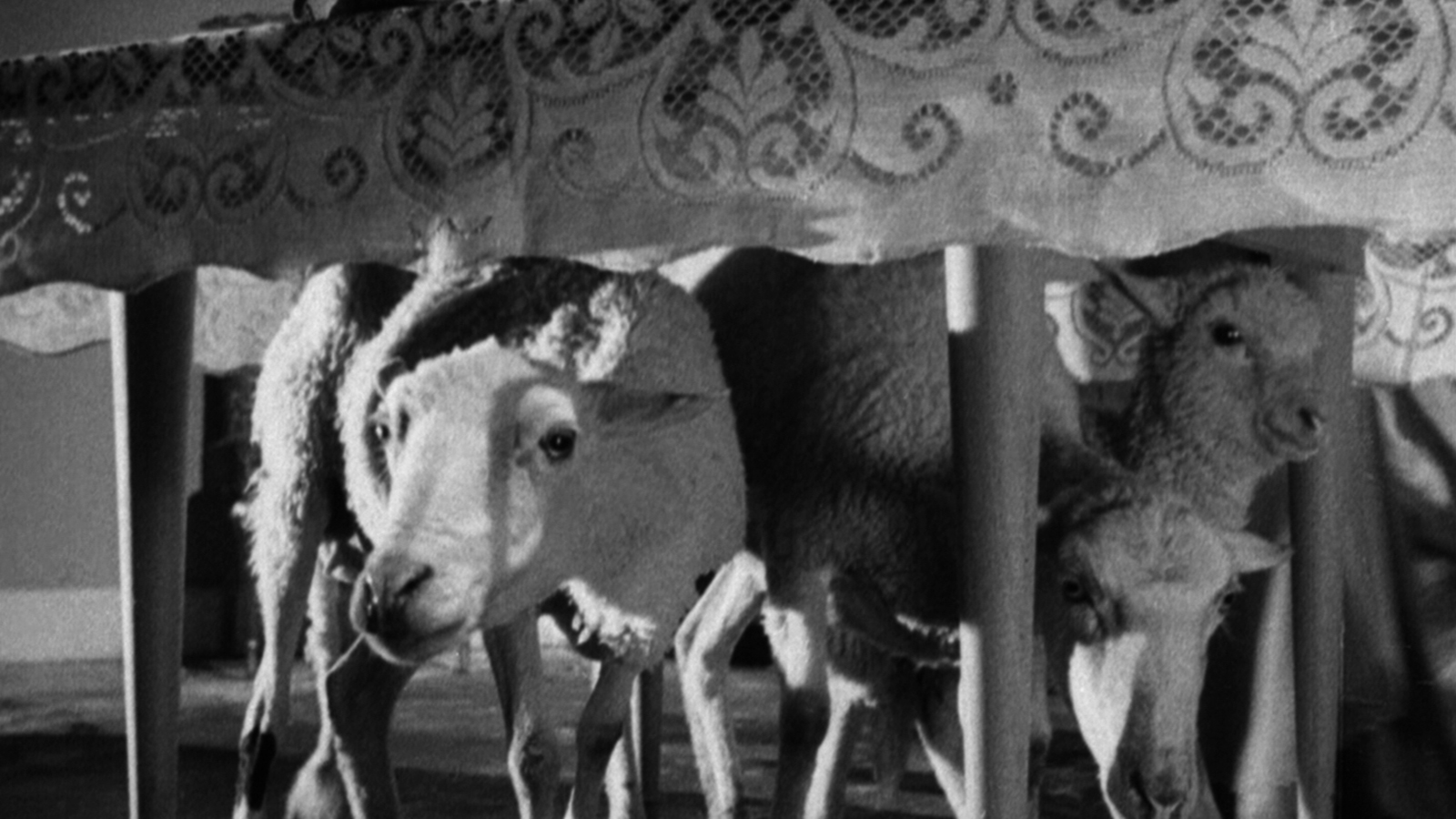 The Exterminating Angels (2022)